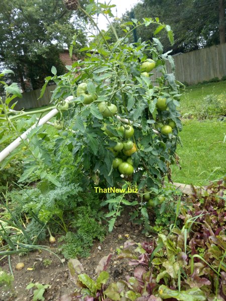 Garys Garden Tips and more Blog